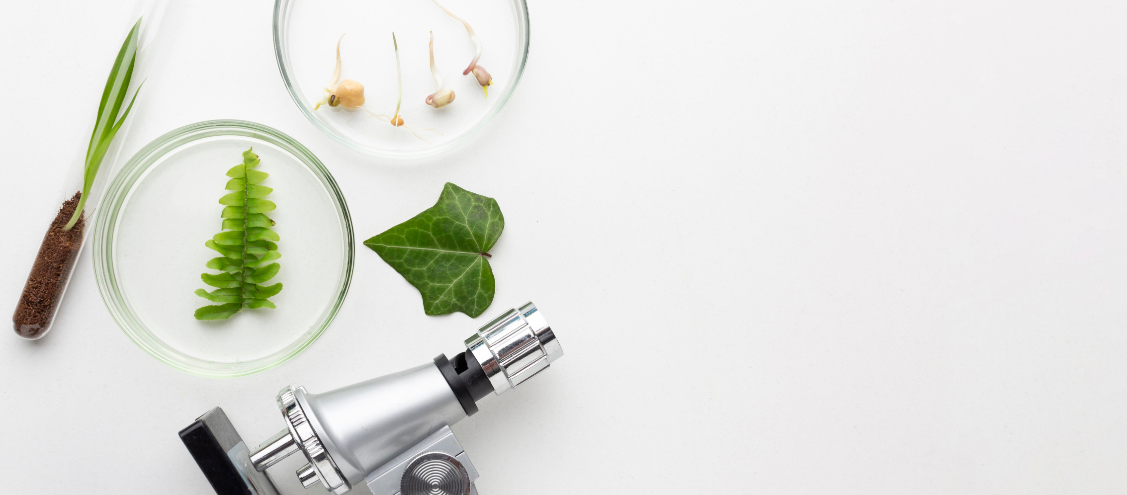 Bioecolia: The Skincare Ingredient That's Changing the Game – Revoir